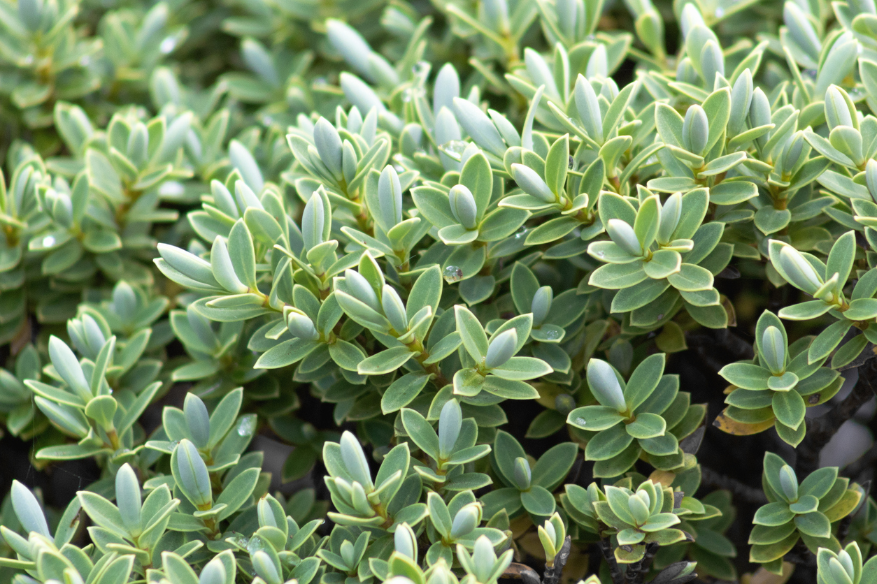 How To Make Your Garden Look Nice On A Budget Rightmove How To Make Your Garden Look Nice On A Budget Rightmove