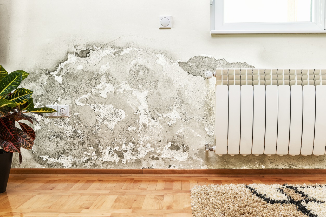 What damp issues to look for before buying a house | Property news